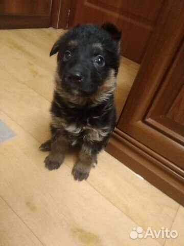 Немецкая овчарка