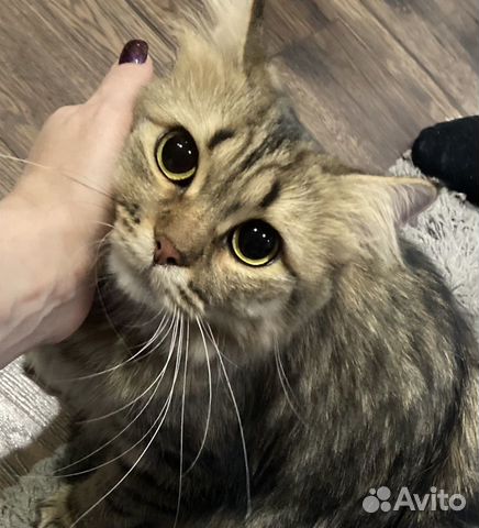 Кошка