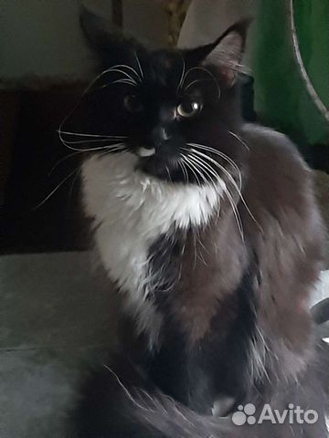 Котята заботливым хозяевам