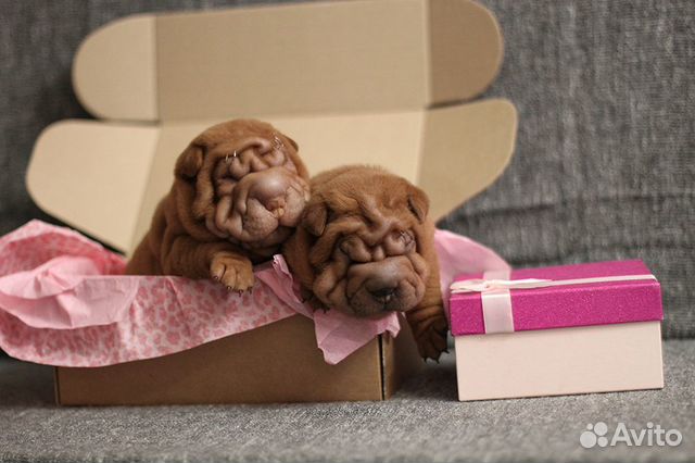 Щенки шарпей, резервирование