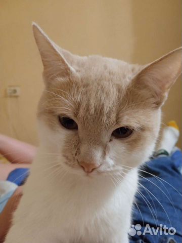 Кот дворовой породы, вязка