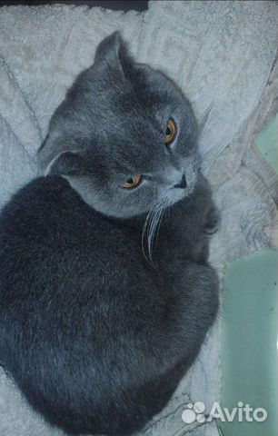 Вислоухая кошечка