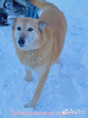 Красивая собака Яна