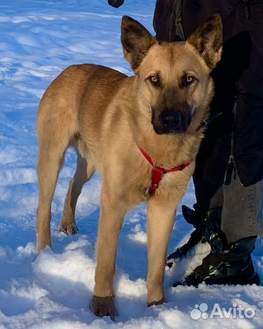 Собака в добрые руки