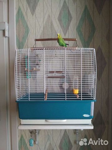 Волнистый попугай с клеткой