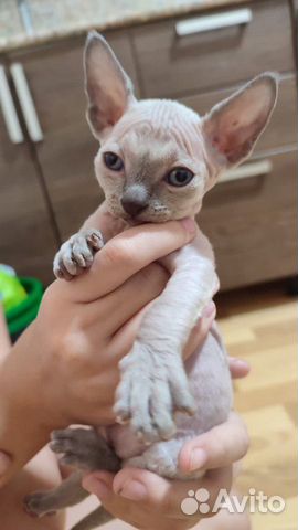 Канадский сфинкс