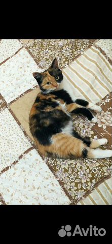 Кошка черепашка