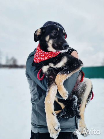 Несчастный Зевс грустит в приюте