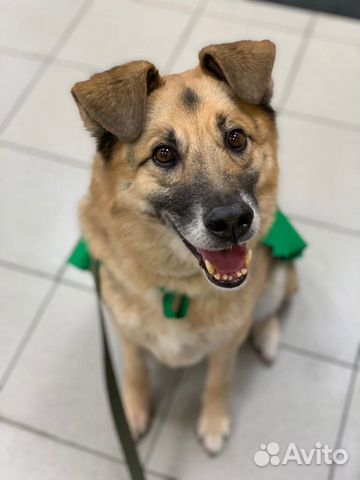 Прекрасный Лучик ищет дом