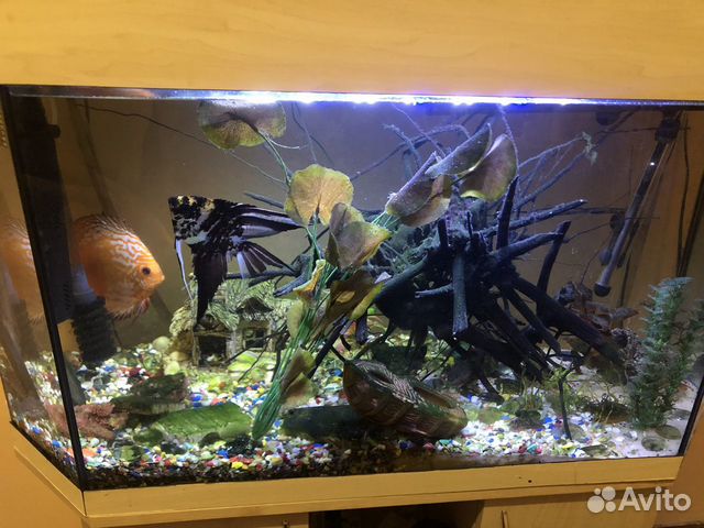Аквариум с рыбками и всем содержимым