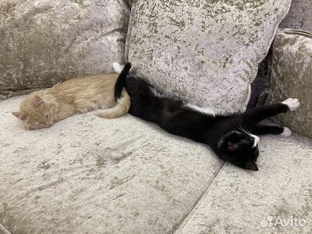 Коты - близнецы в дар