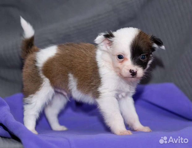 Щенок небольшой собаки
