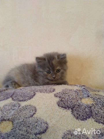 Британская кошка