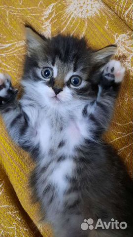 Котик в дар