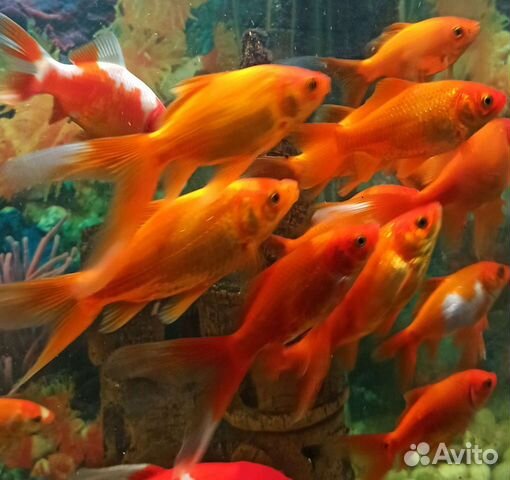 Продам золотых рыбок "Комета"