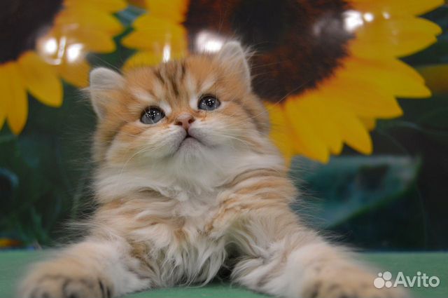 Котик хайленд страйт