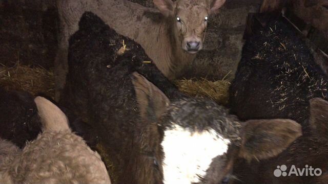 Телята месячные