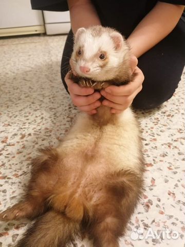 Вязка хорька