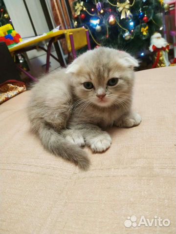 Шотландские вислоухие котята серые
