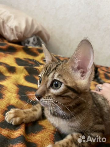 Бенгальска