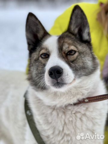 Красивая собака