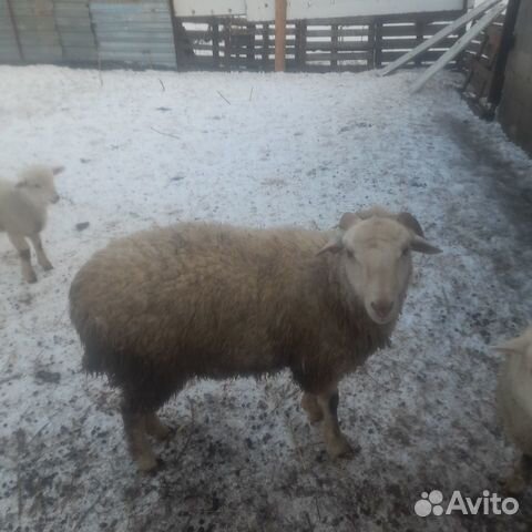 Продаются Бараны