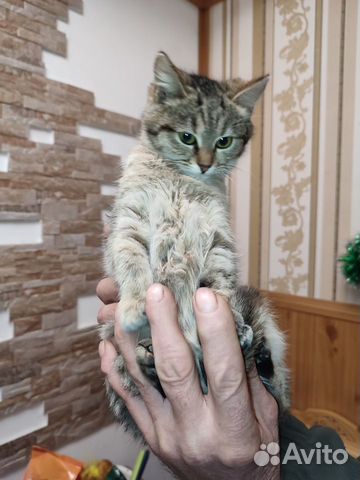Кошечка в добрые руки 5 мес