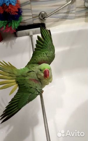 Александрийский попугай