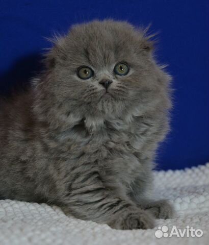 Красота спасет мир