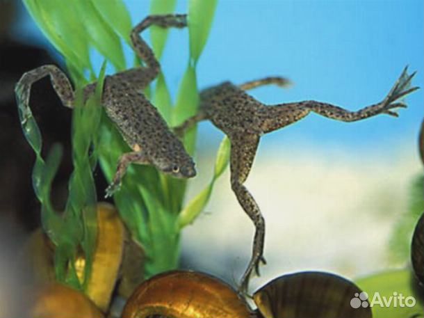 Лягушка Гименохирус