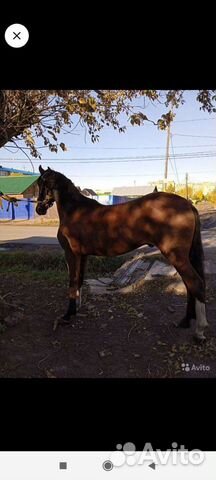 Лошадь арловец