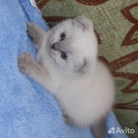 Голубоглазые вислоухие чистопородные шотландские К