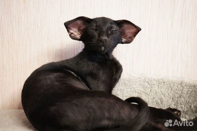 Ориентальный котенок