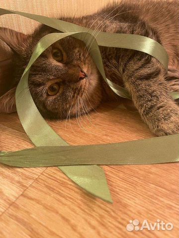 Отдам крупного кота