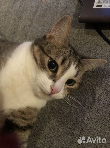 Кошка в дрбрые руки