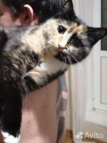 Кошка для вязки