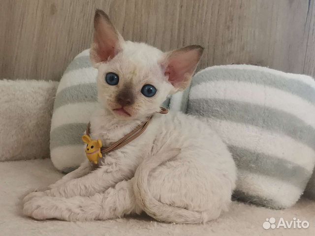 Котята девон-рекс