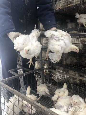 Цыплята бройлер кобб 500