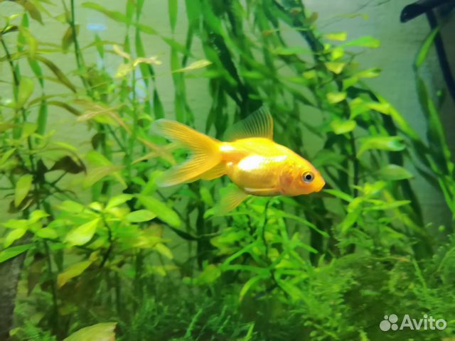 Золотая рыбка