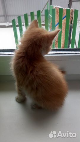 Рыжий котенок