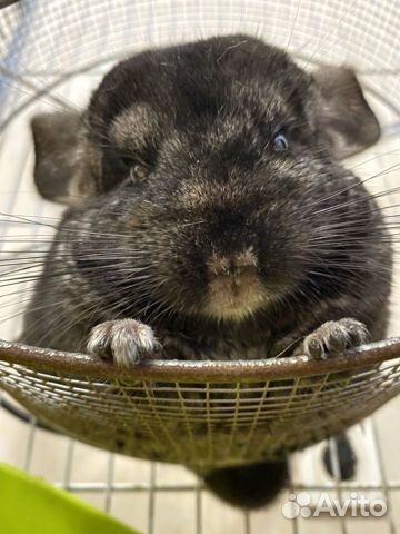 Шиншилла 1.5 года отдаю со слезами на глазах