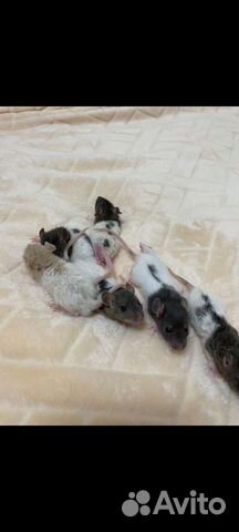 Декоративная крыса