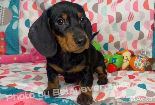 Стандартные щенки таксы для ценителей прекрасного