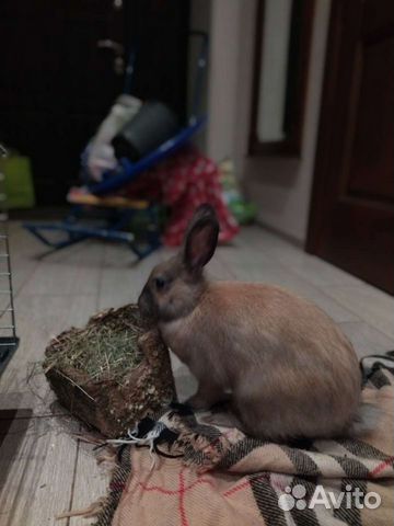 Декоративные кролики