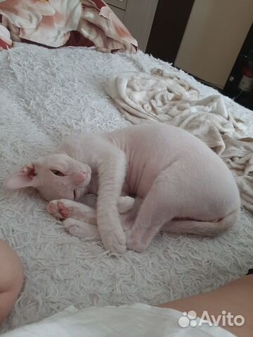 Сфинкс браш вязка