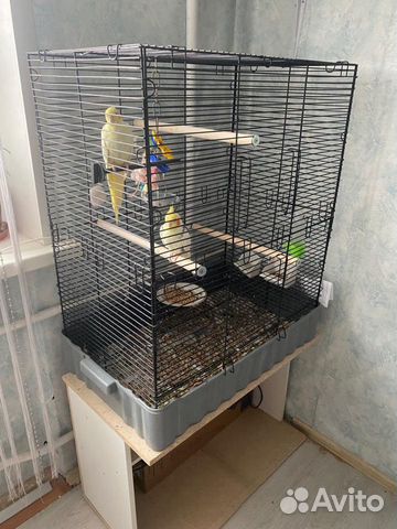 Попугаи Корелла пара с клеткой