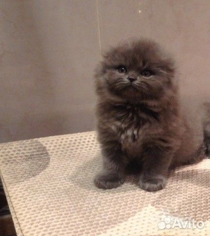 Пушистый котик вислоухий
