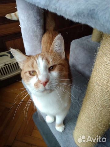 Очень ласковый рыжик