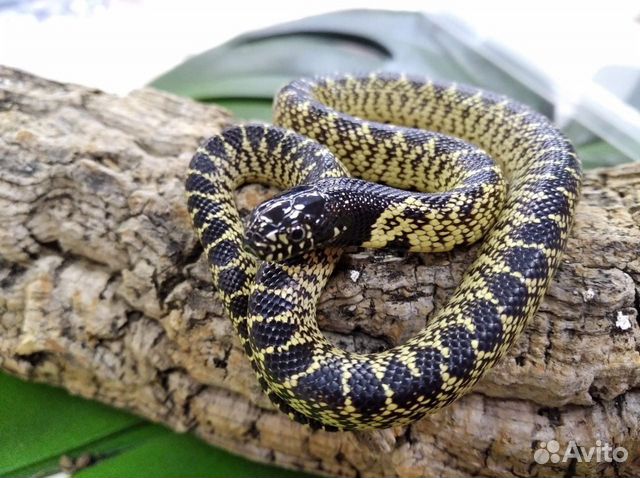 Королевская змея