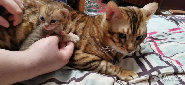 Котенок. 2 недели